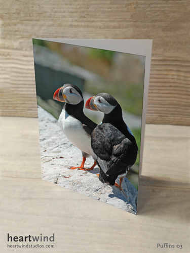 Puffins 03 Cards & Postcards – Heartwind Studios