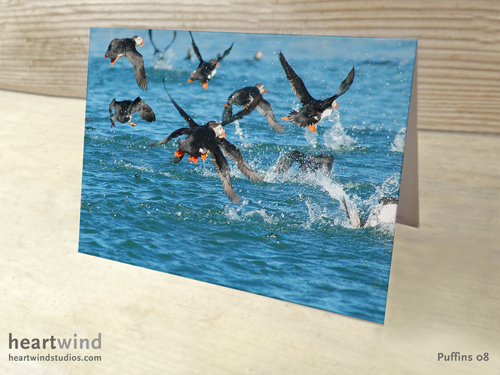 Puffins 08 Cards & Postcards – Heartwind Studios